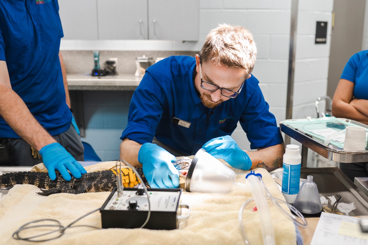 Alligator Loki undergoes surgery at Greensboro Science Center - Goevry Uk
